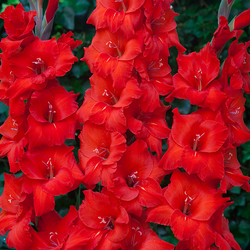 Gladiolus