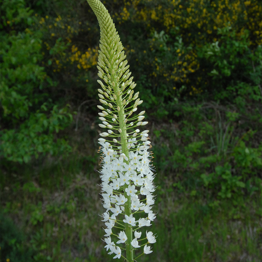 Eremurus himalaicus | 5612