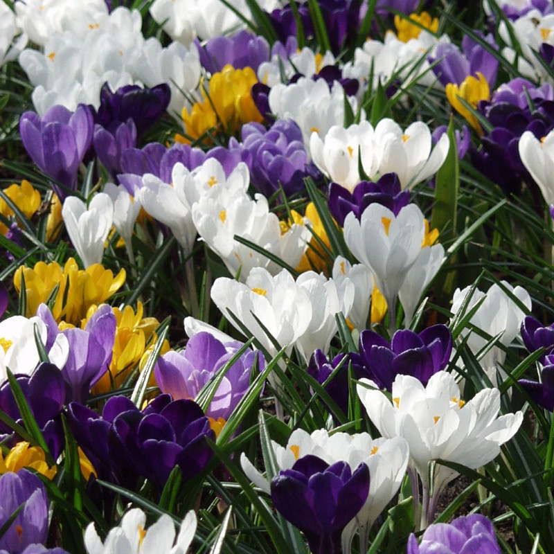 How to plant crocuses?