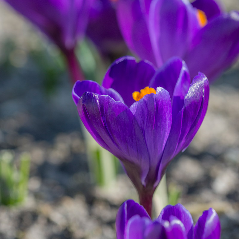 How to plant crocuses?