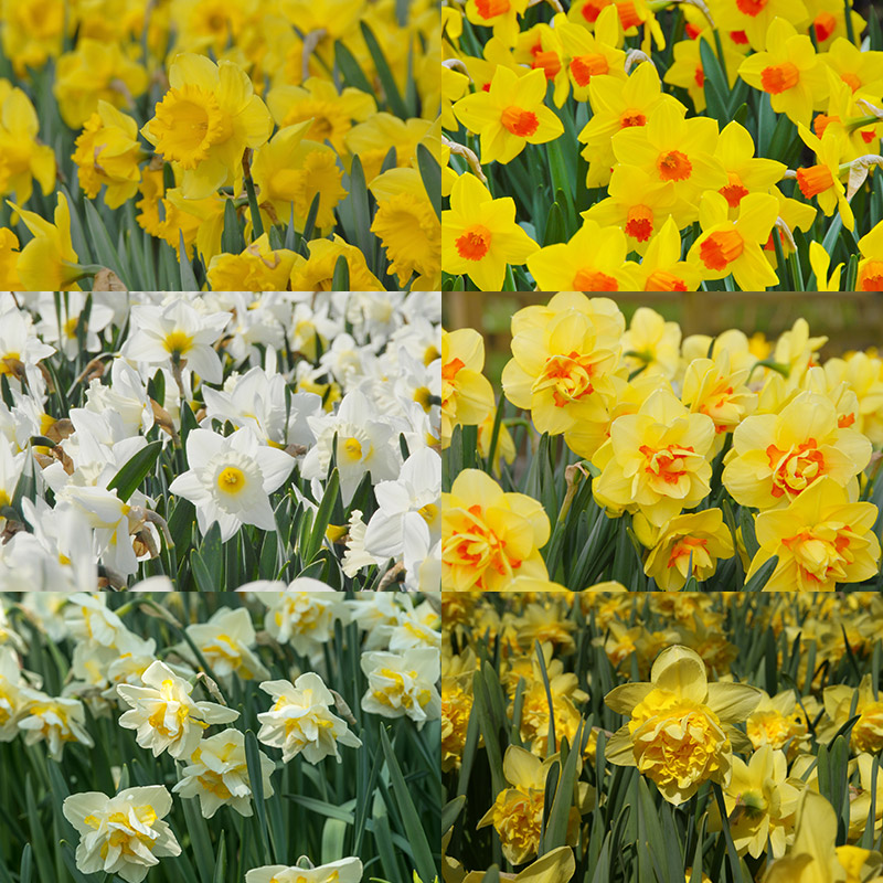 Spring flowering bulbs