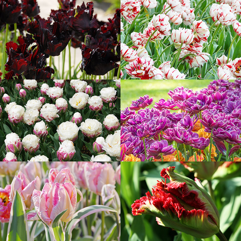 Spring flowering bulbs