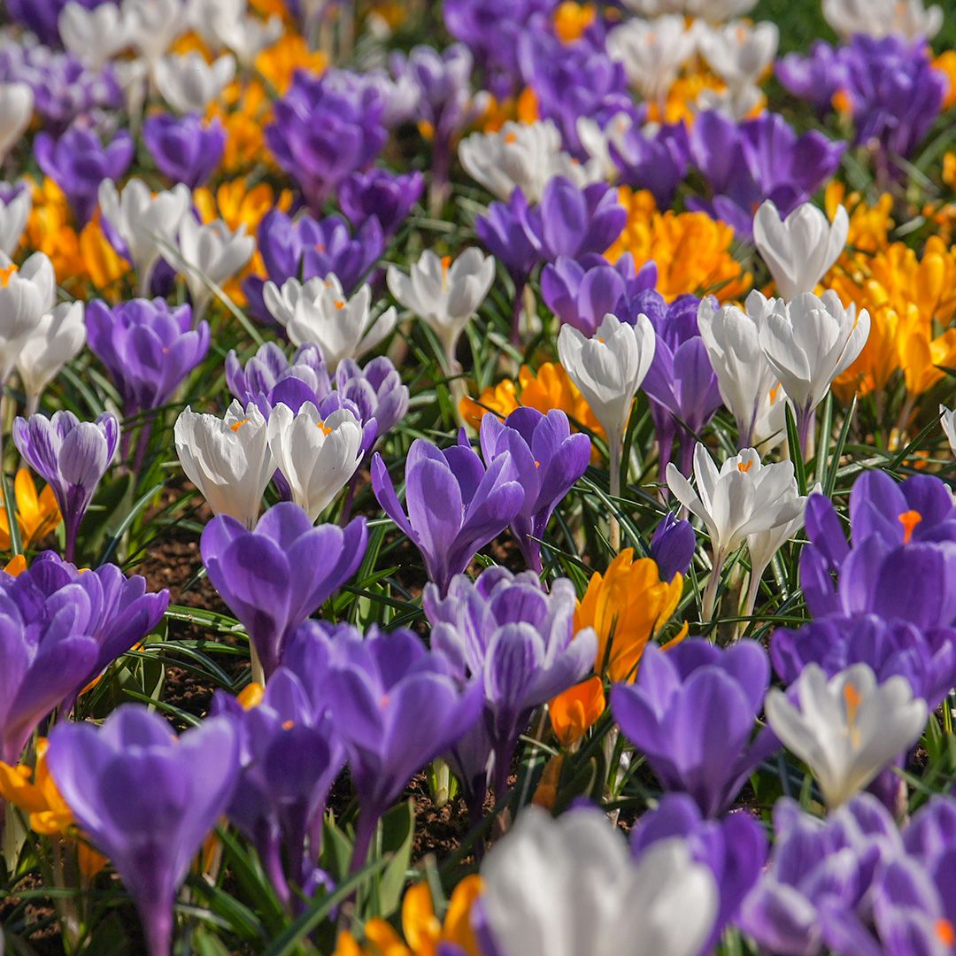 How to plant crocuses?