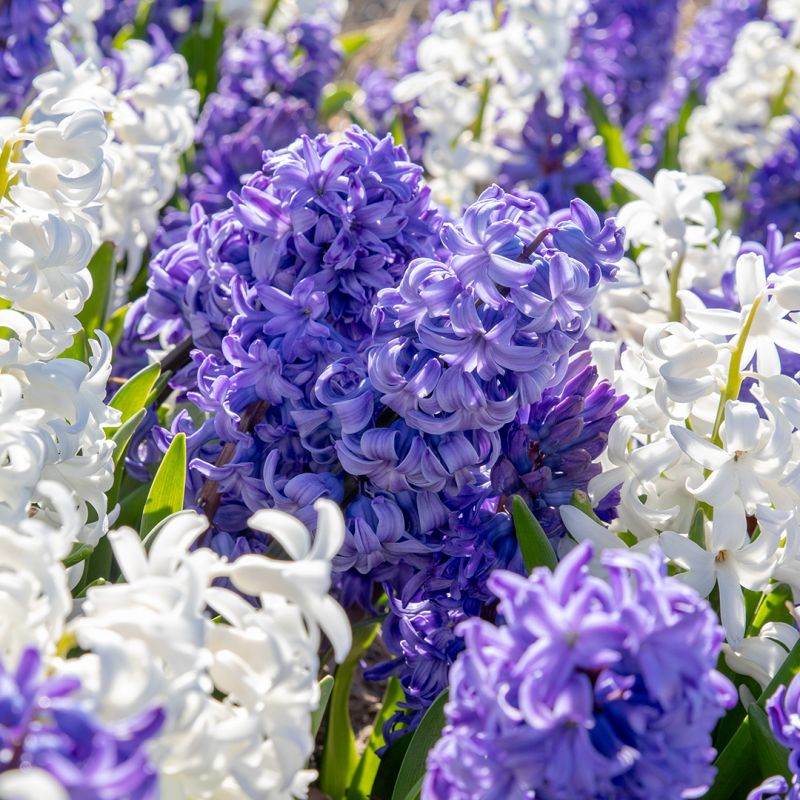Hyacinth Blue & White Mix | 8200