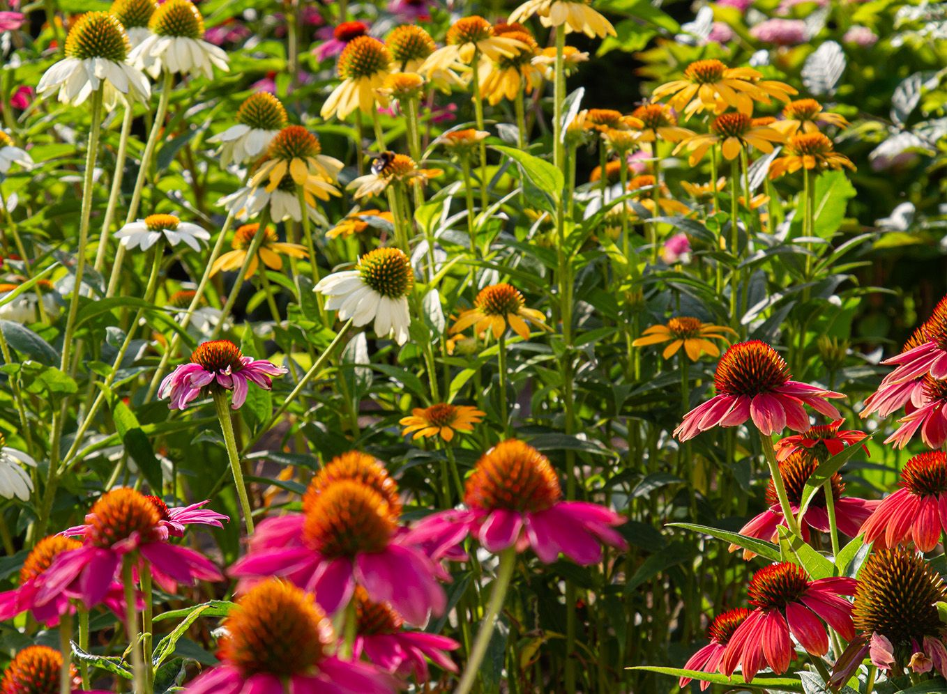 Brightening Up Sunny Spots with Perennials