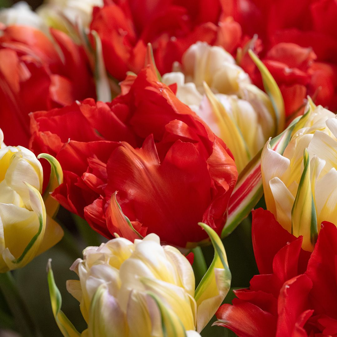 Tulip Love Valley | 2708