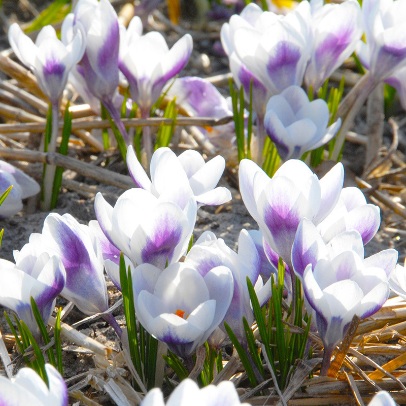 How to plant crocuses?