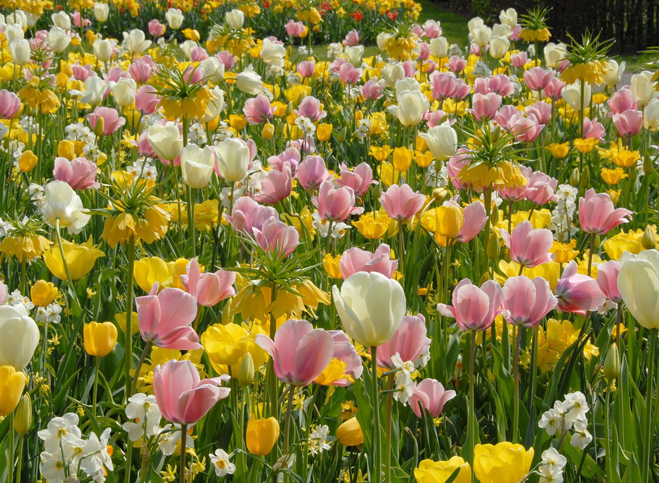 When is the best time to buy flower bulbs?