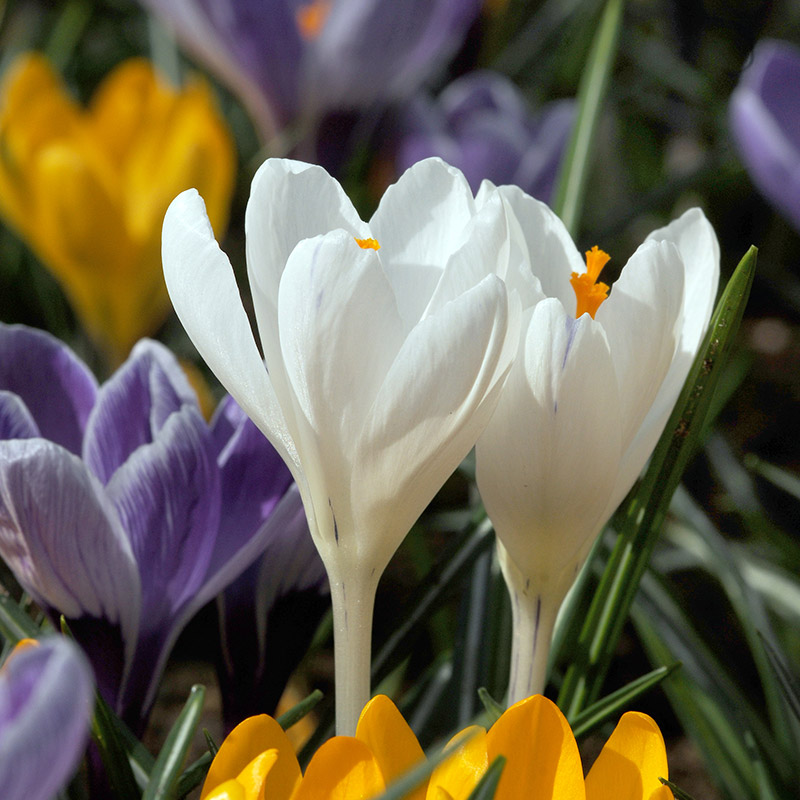 How to plant crocuses?