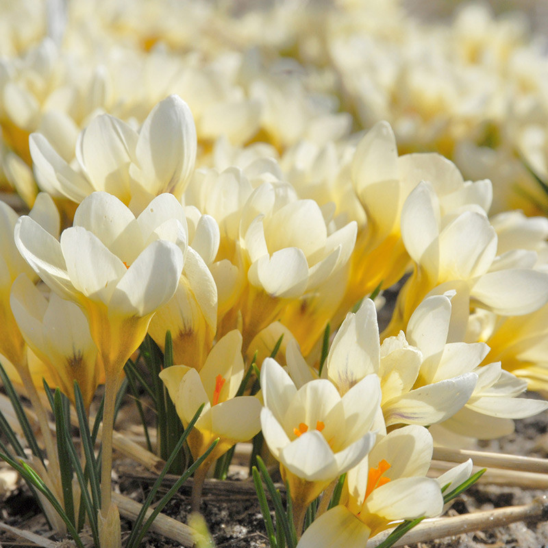 How to plant crocuses?