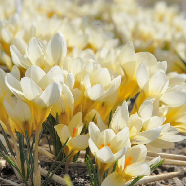 How to plant crocuses?